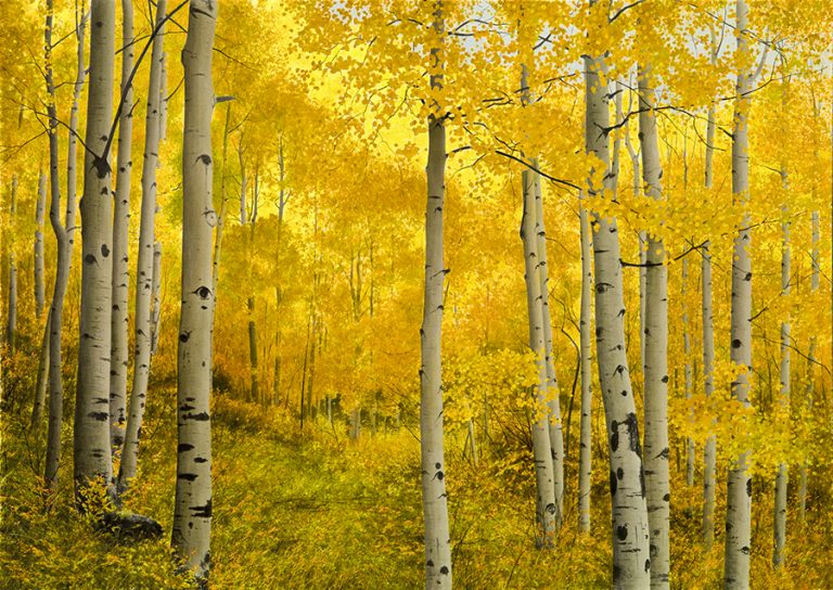 Collectors Editions - Alexander Volkov